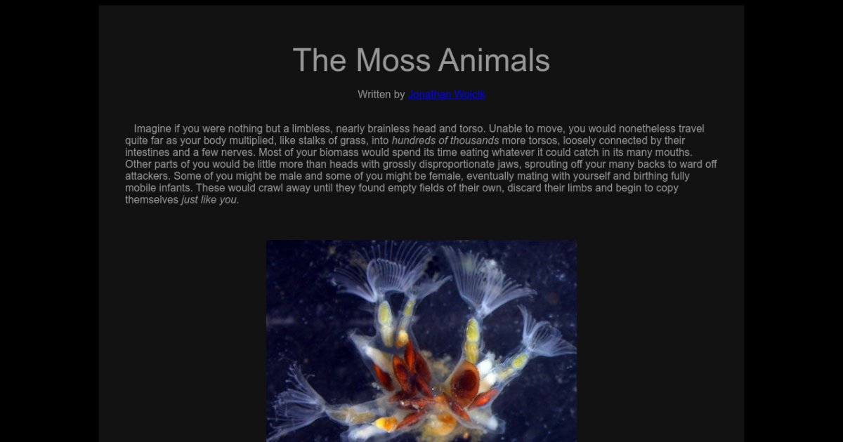BOGLEECH: Moss Animals