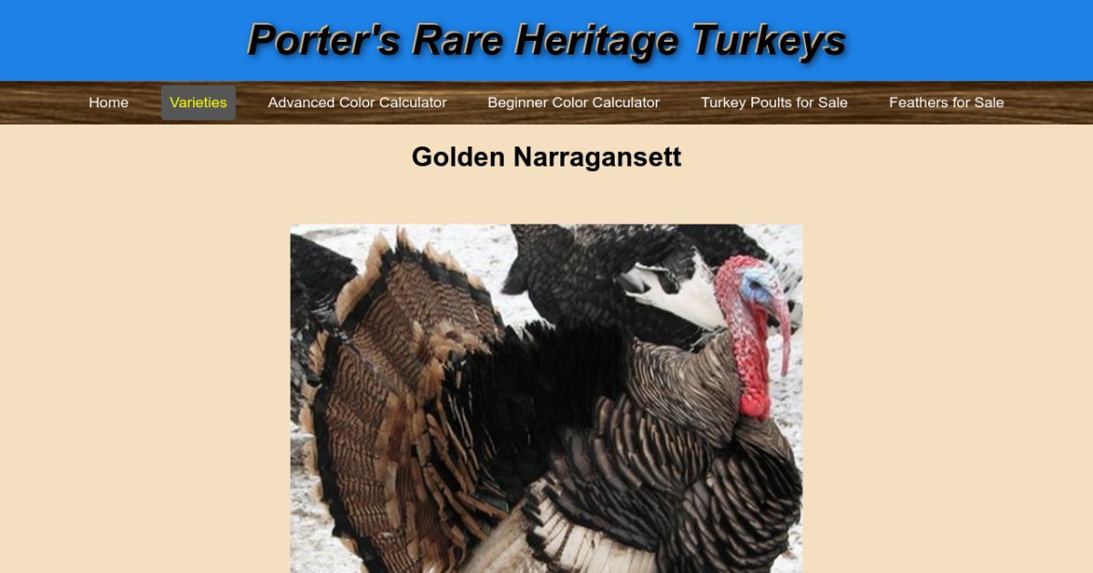 Golden Narragansett - Porter's Rare Heritage Turkeys