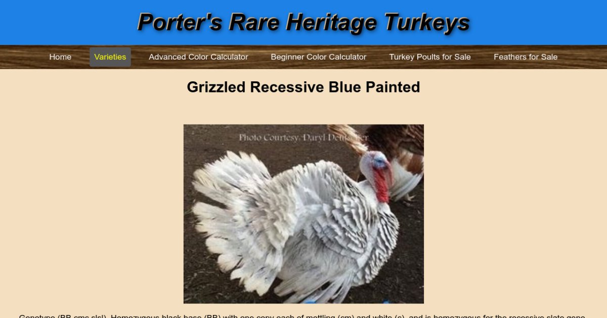 Grizzled Recessive Blue Painted - Porter's Rare Heritage Turkeys