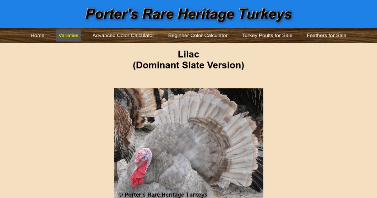 Lilac (Dominant Slate Version) - Porter's Rare Heritage Turkeys
