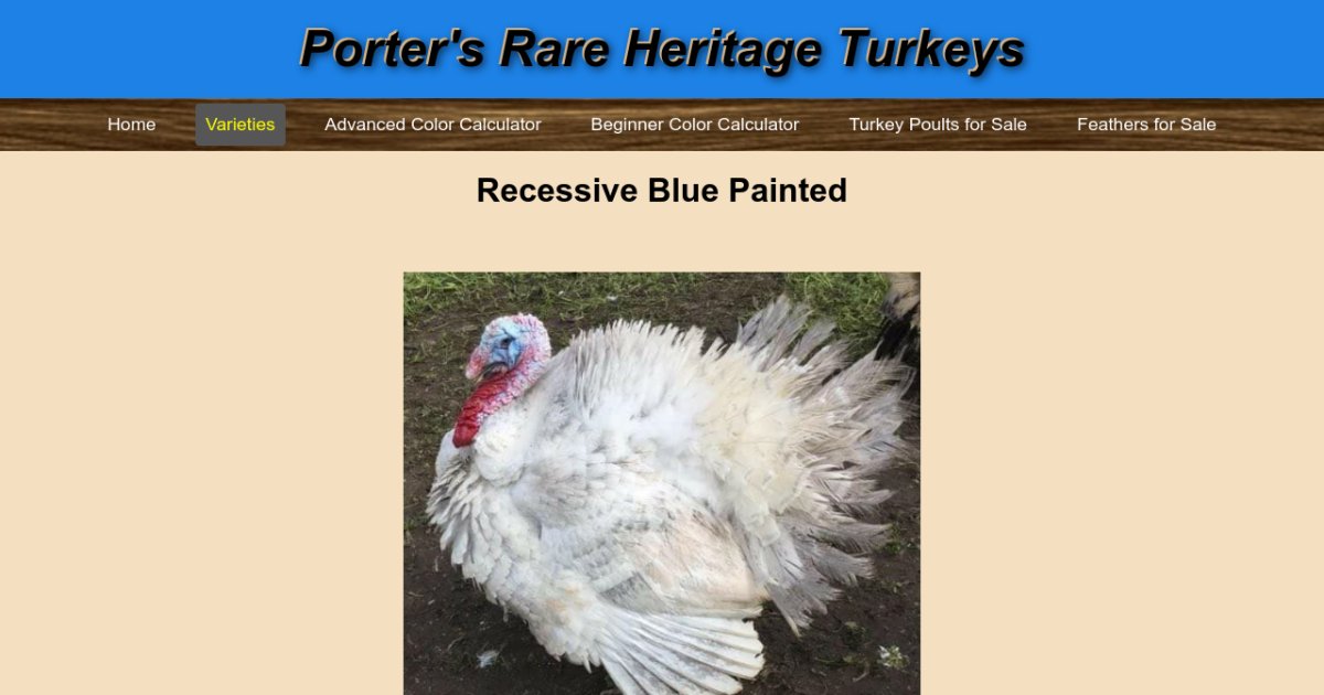 Recessive Blue Painted - Porter's Rare Heritage Turkeys
