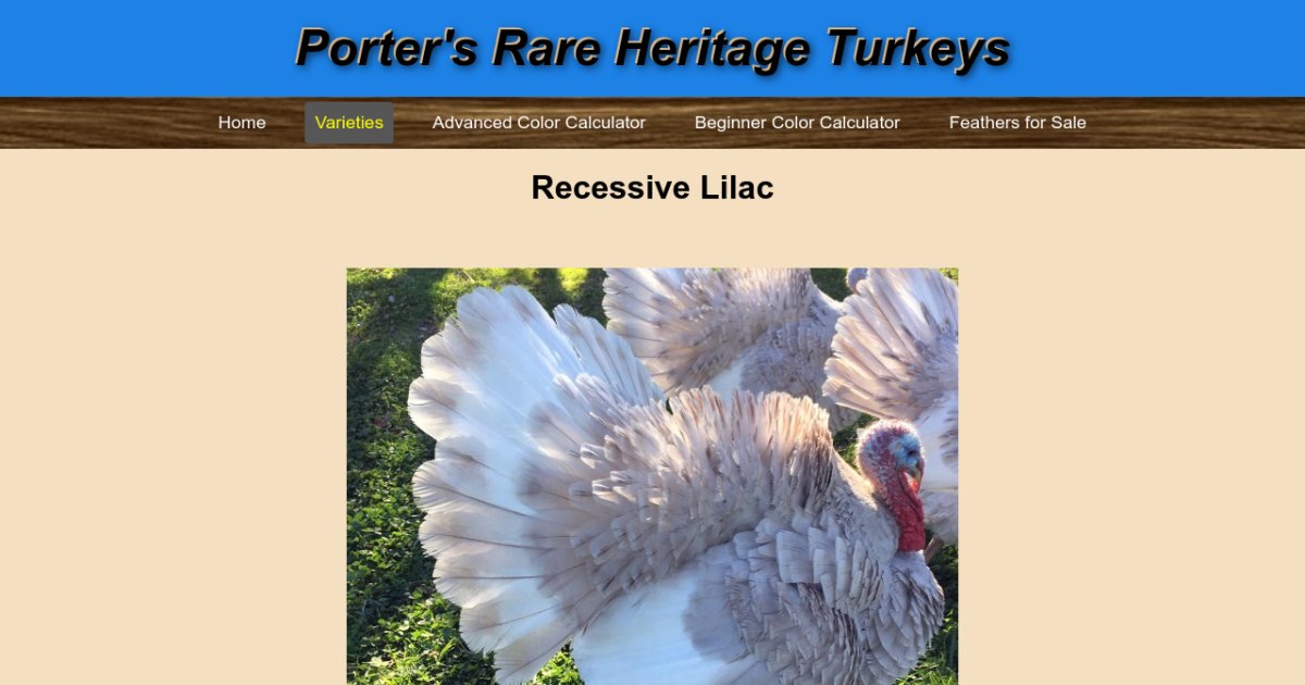 Recessive Lilac - Porter's Rare Heritage Turkeys