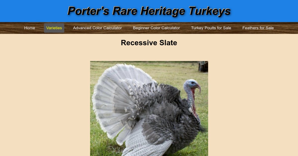 Recessive Slate - Porter's Rare Heritage Turkeys